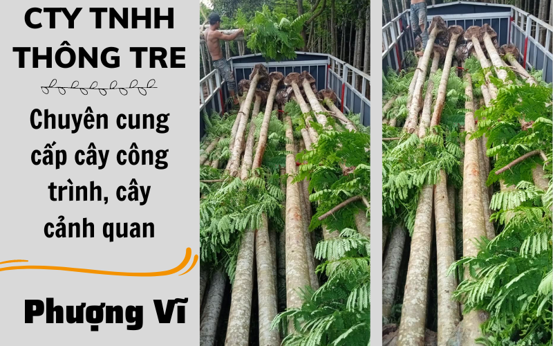 Cây Phượng Vĩ Có ý Nghĩa Gì Và Cách Chăm Sóc Cây Phượng Vĩ Công Trình Nở Hoa đẹp Rực Rỡ
